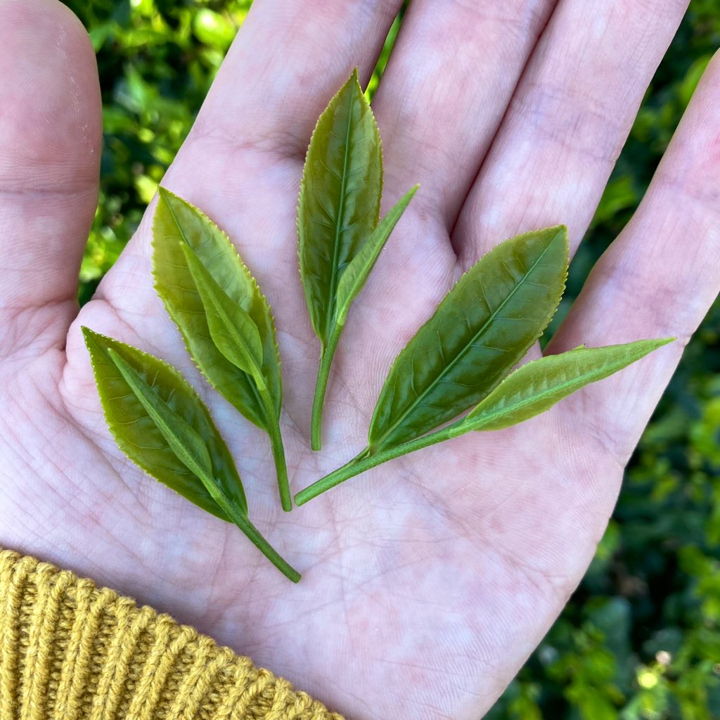 【茶園だより】 7煎目 / 新茶 2024 販売開始＆新茶ごくごくキャンペーン！ | 香り緑茶 「花ここち」～ 【開拓茶農協】～お茶の持つ自然 ...